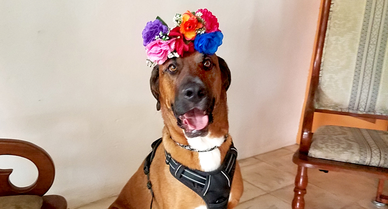 Kalai – For dogs with Mexican class and culture – Pet Friendly Yucatan