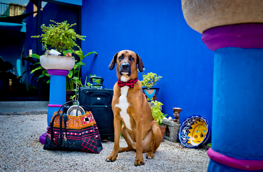 Bringing Your Pet to Mexico – Pet Friendly Yucatan