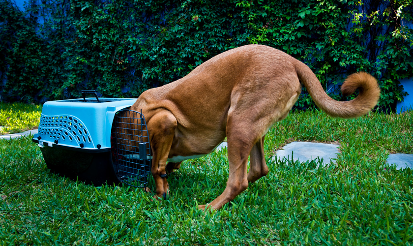 Bringing Your Pet to Mexico – Pet Friendly Yucatan