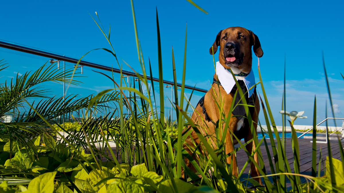 Pet Friendly Ambassador Meets Pet Friendly Presidente (Almost) at the ...