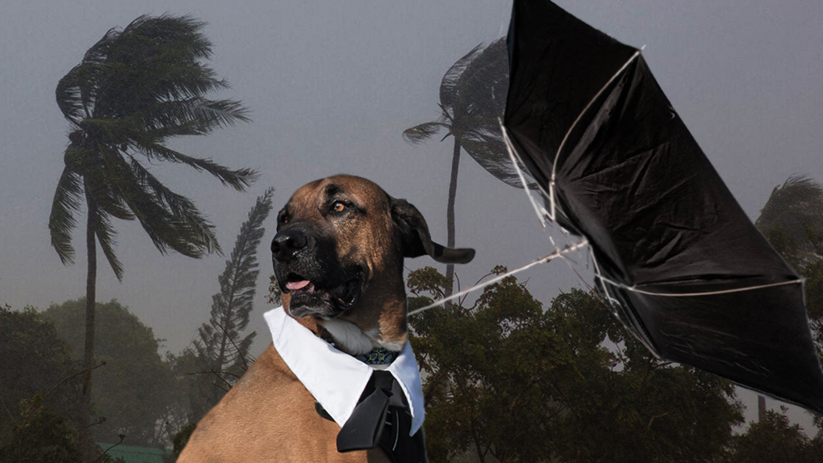 Top Tips for Pet Owners During Hurricane Season – (2024) – Pet Friendly ...