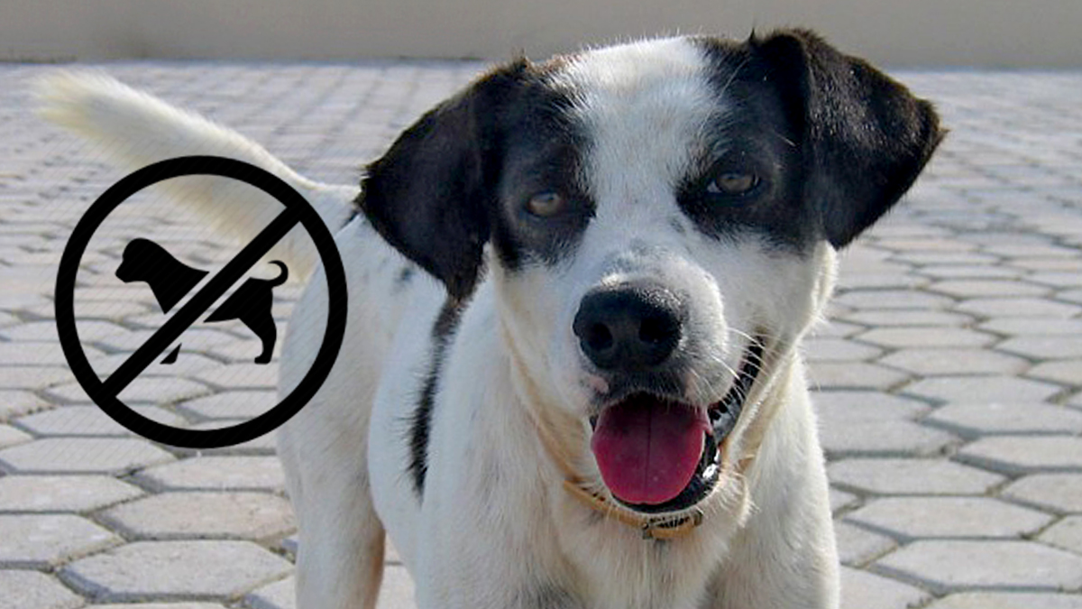 United States Bans Dogs from 113 Countries from the 14th of July 2021 ...