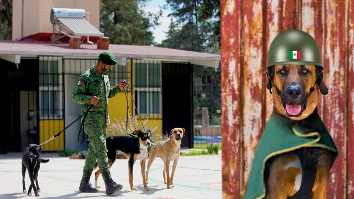 Animal Angels in Camo – The Mexican Army opens shelter for abandoned ...