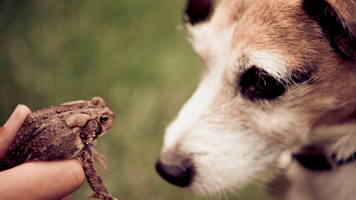 When Dogs Lick Toads – Living in Harmony With Pets and Wildlife – Pet ...
