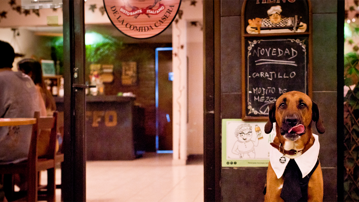 Dal Baffo – Could this be the best Italian and the most pet friendly ...