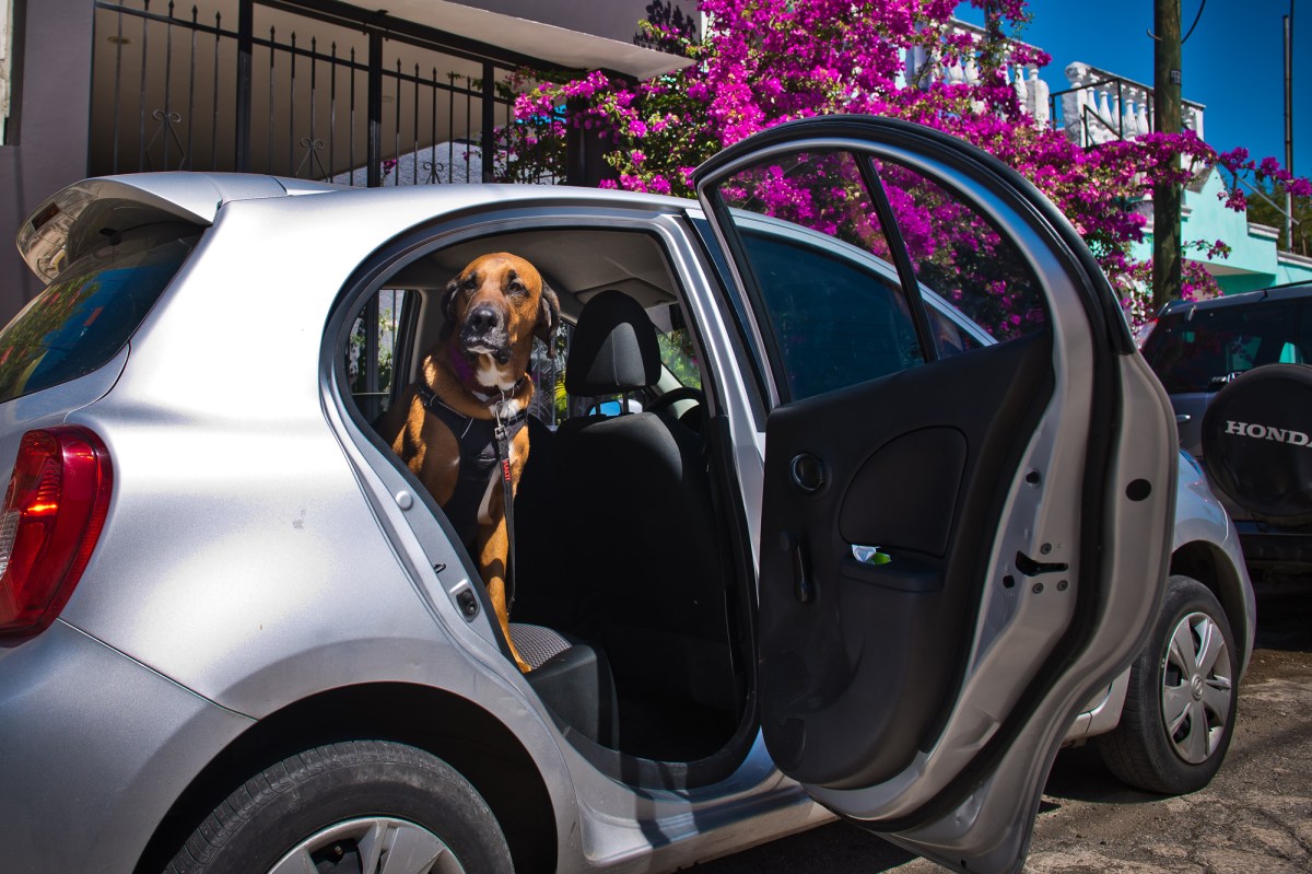Driving Sir Rodders – Pet Friendly Taxi in Merida – Pet Friendly Yucatan