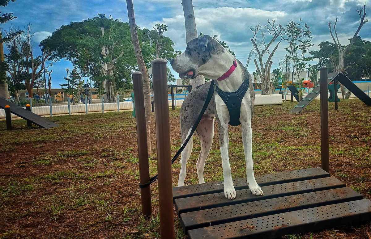 The Pet Friendly Scoop on La Plancha Park – The park that’s all the ...