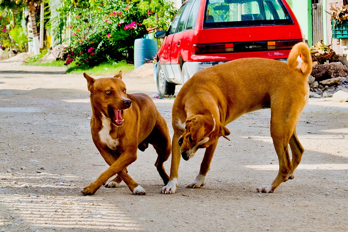 Why are there so many stray dogs in Mexico? The answers may surprise ...