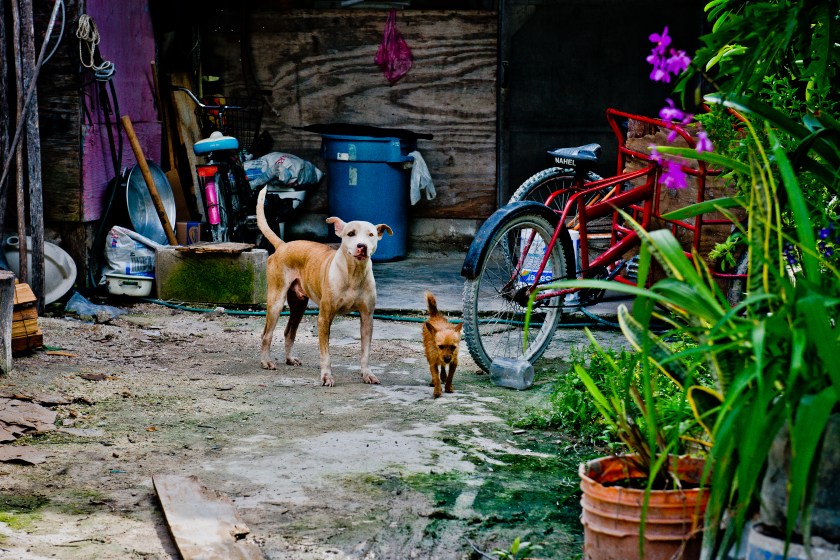 Why are there so many stray dogs in Mexico? The answers may surprise ...