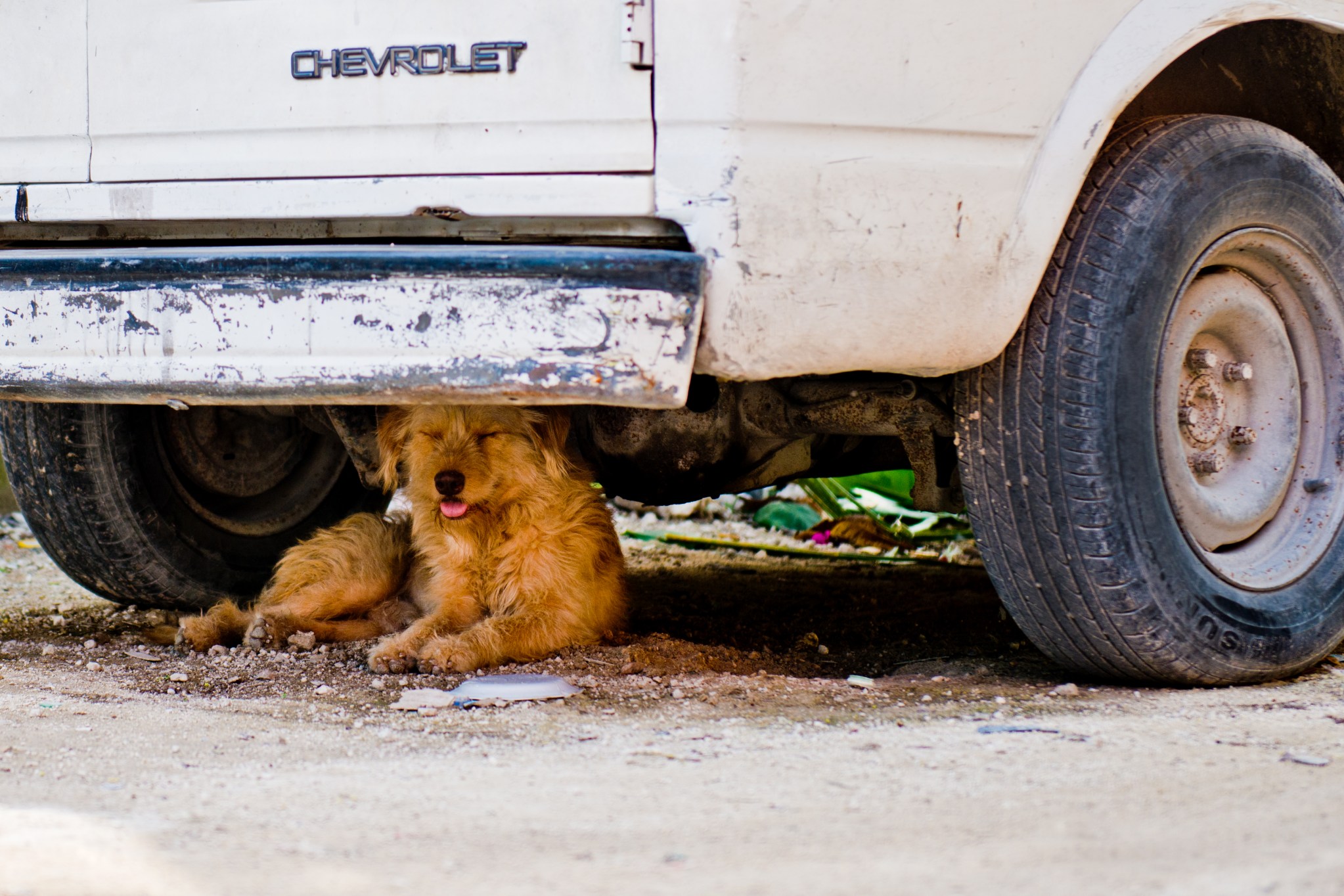 Why are there so many stray dogs in Mexico? The answers may surprise ...